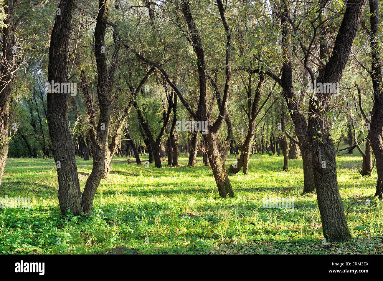 image of sunlit forest Stock Photo - Alamy