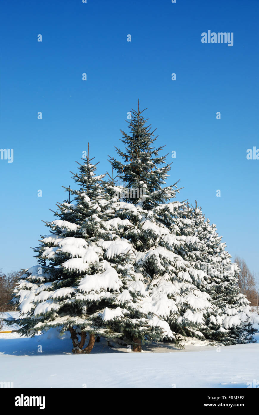 Winter landscape with fur-trees in snow Stock Photo - Alamy