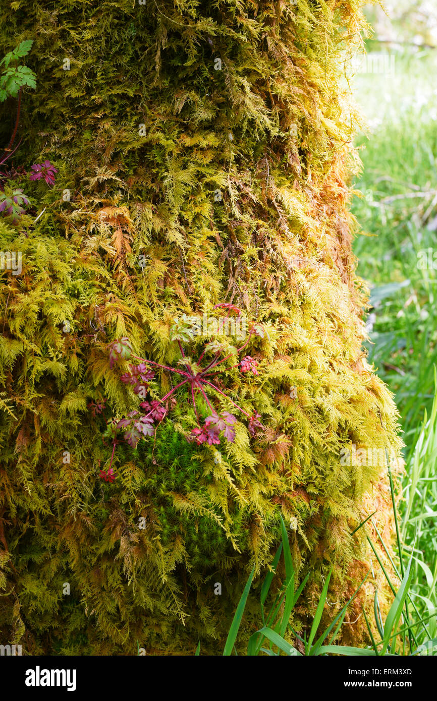 Moss growing on a tree trunk Stock Photo - Alamy