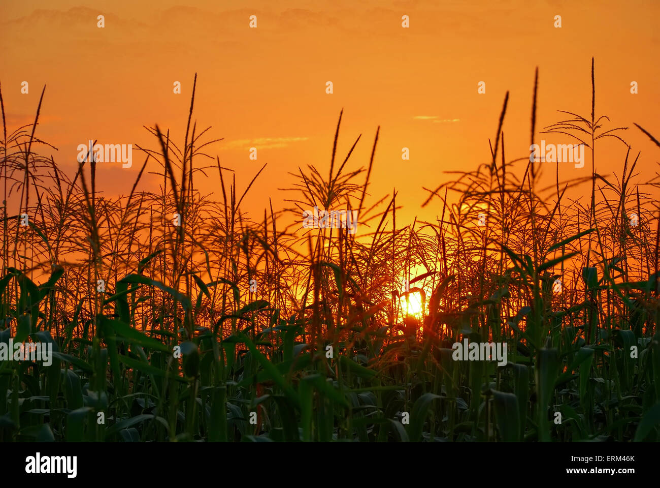 Sunset corn field hi-res stock photography and images - Alamy
