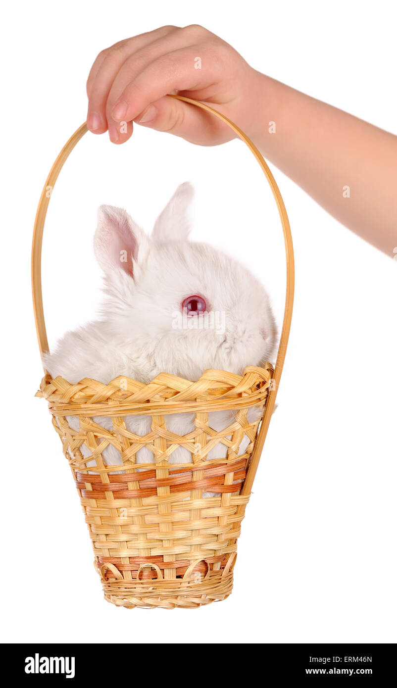 white baby rabbit and child hand isolated Stock Photo - Alamy