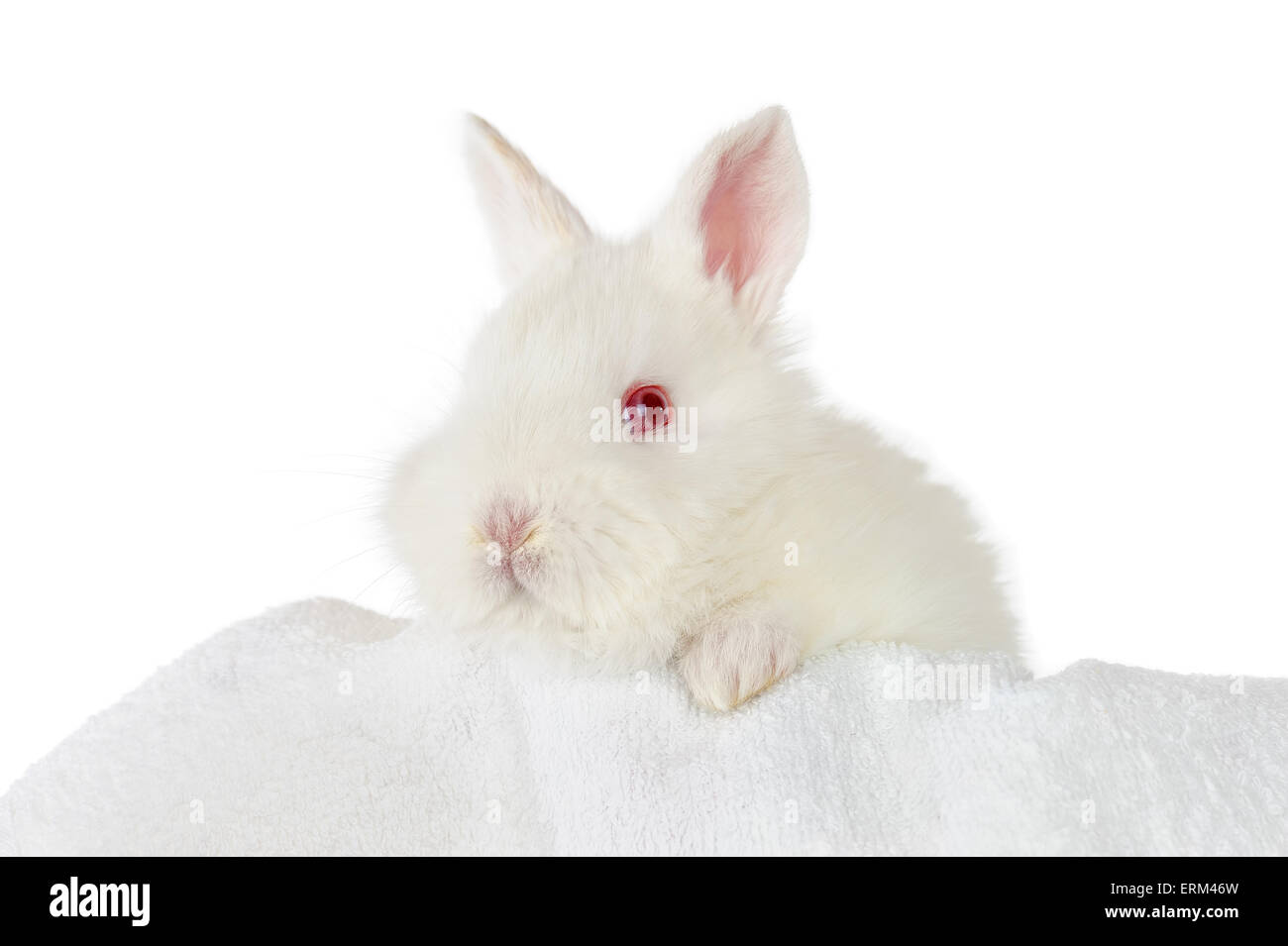 white baby rabbit isolated Stock Photo - Alamy