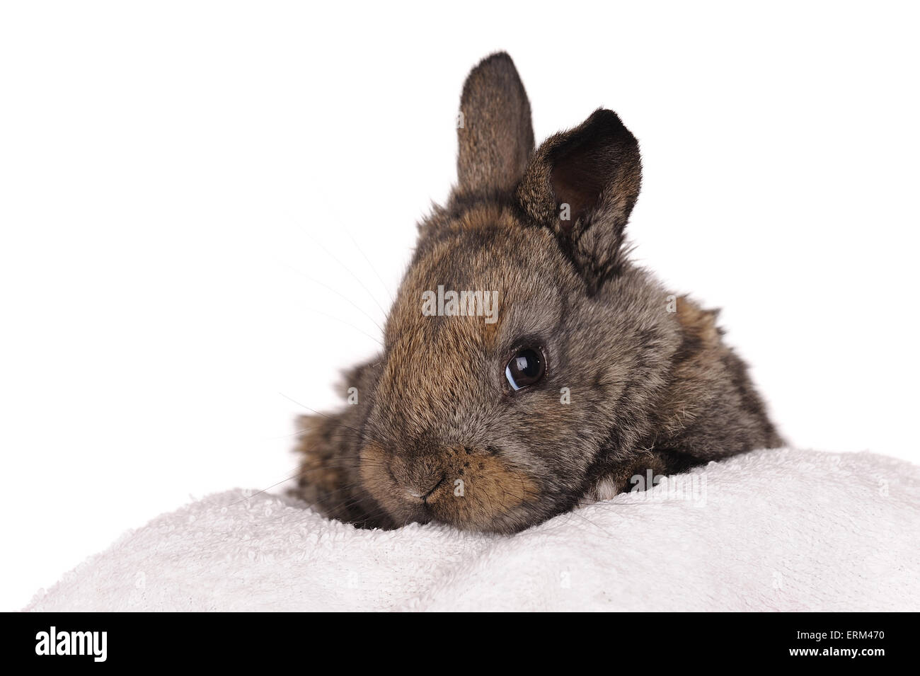 grey baby rabbit isolated Stock Photo - Alamy