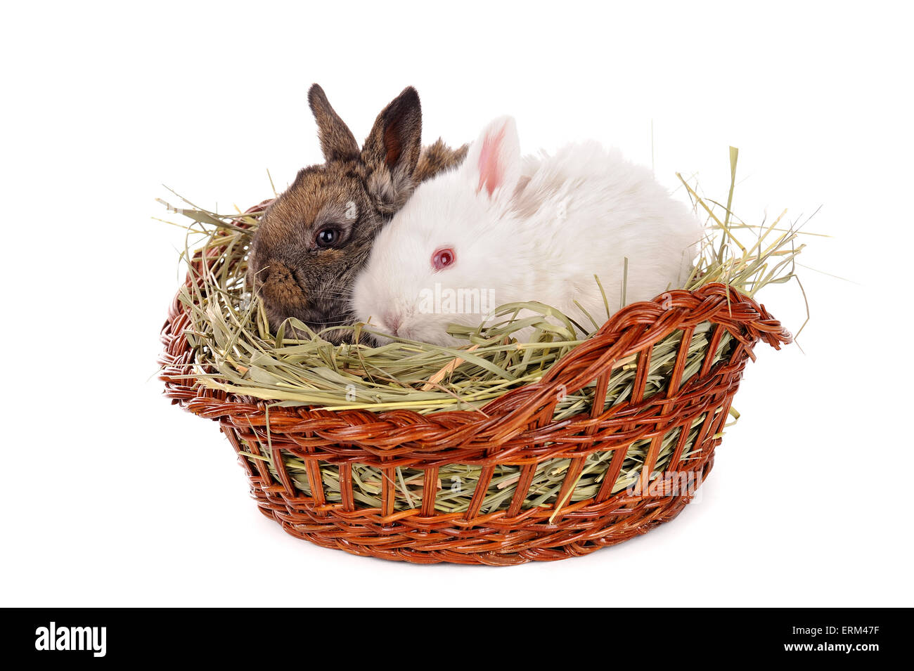 Sweet baby rabbit in Cut Out Stock Images & Pictures - Alamy