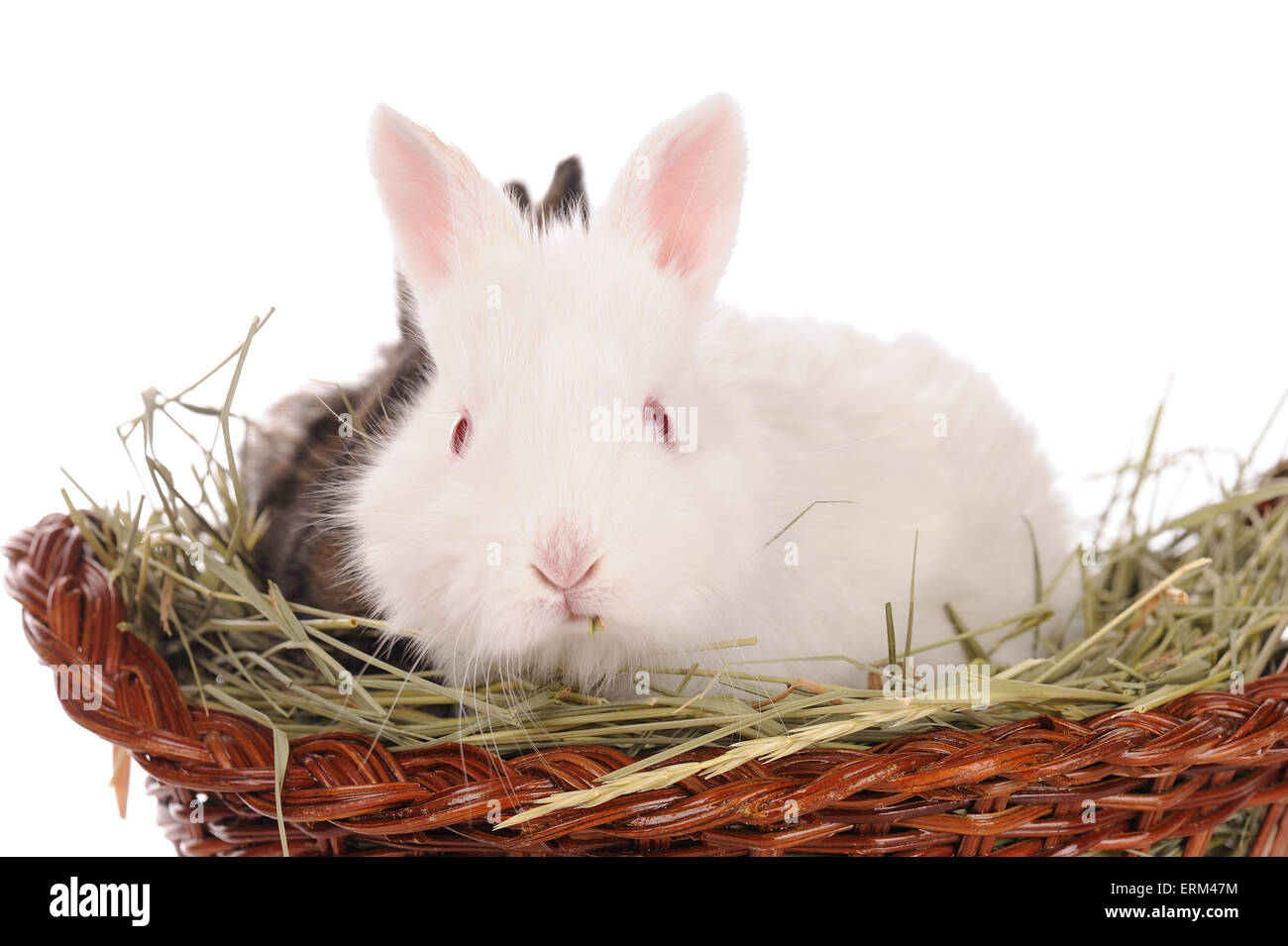 white and grey baby rabbits in a basket isolated Stock Photo - Alamy