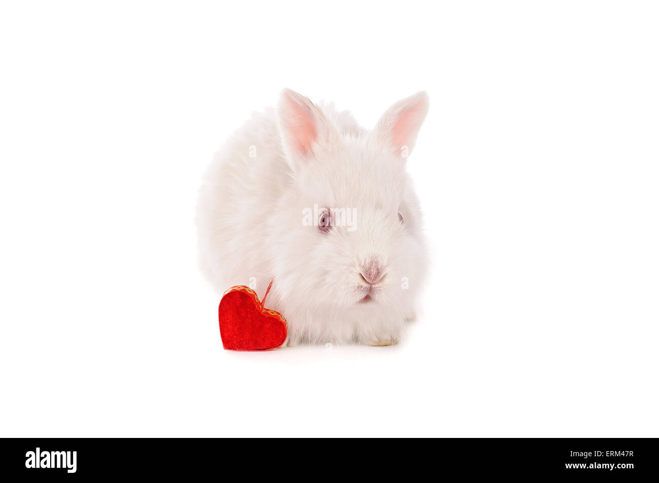white baby rabbit and heart isolated Stock Photo - Alamy