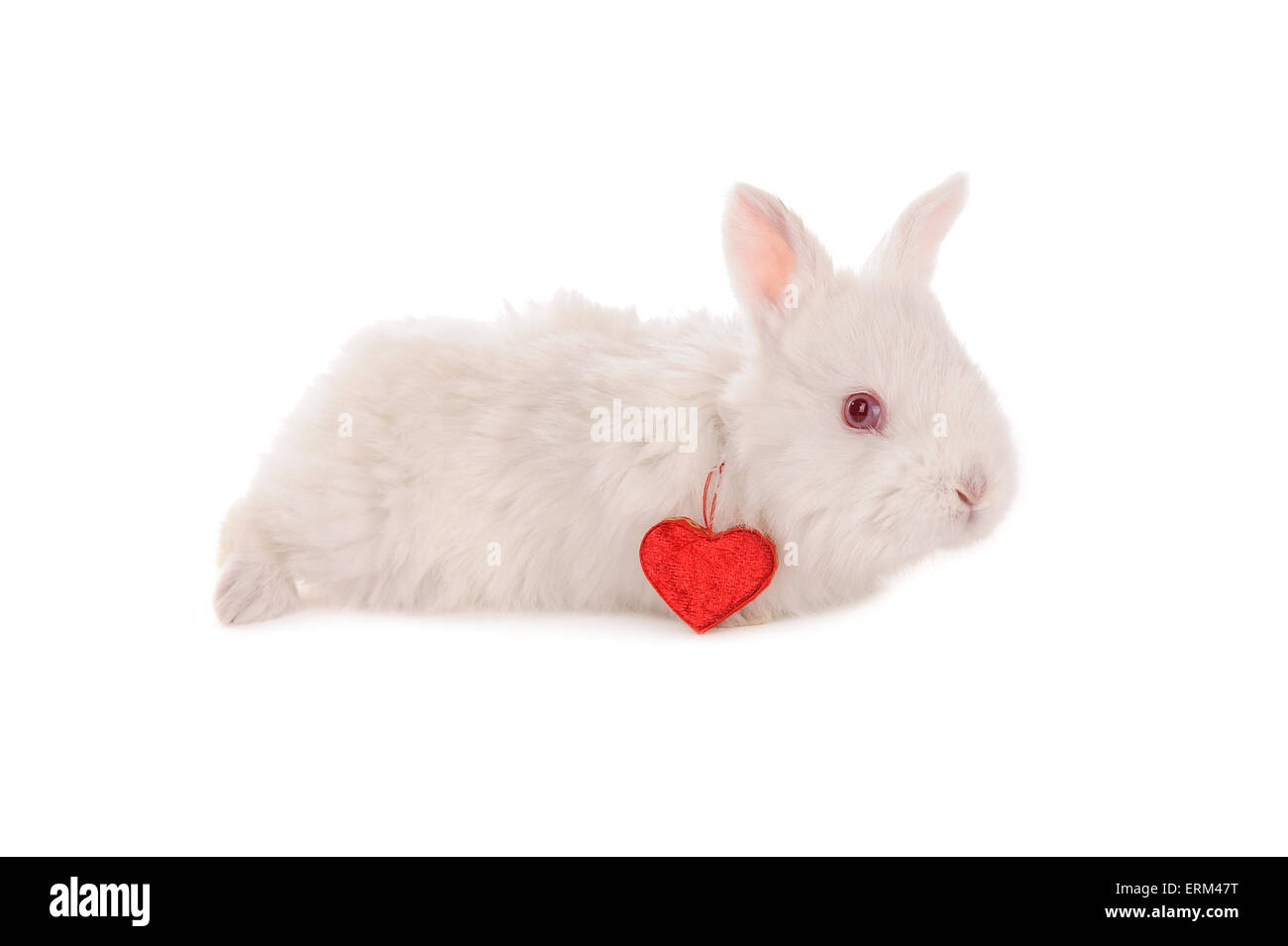 white baby rabbit and heart isolated Stock Photo - Alamy