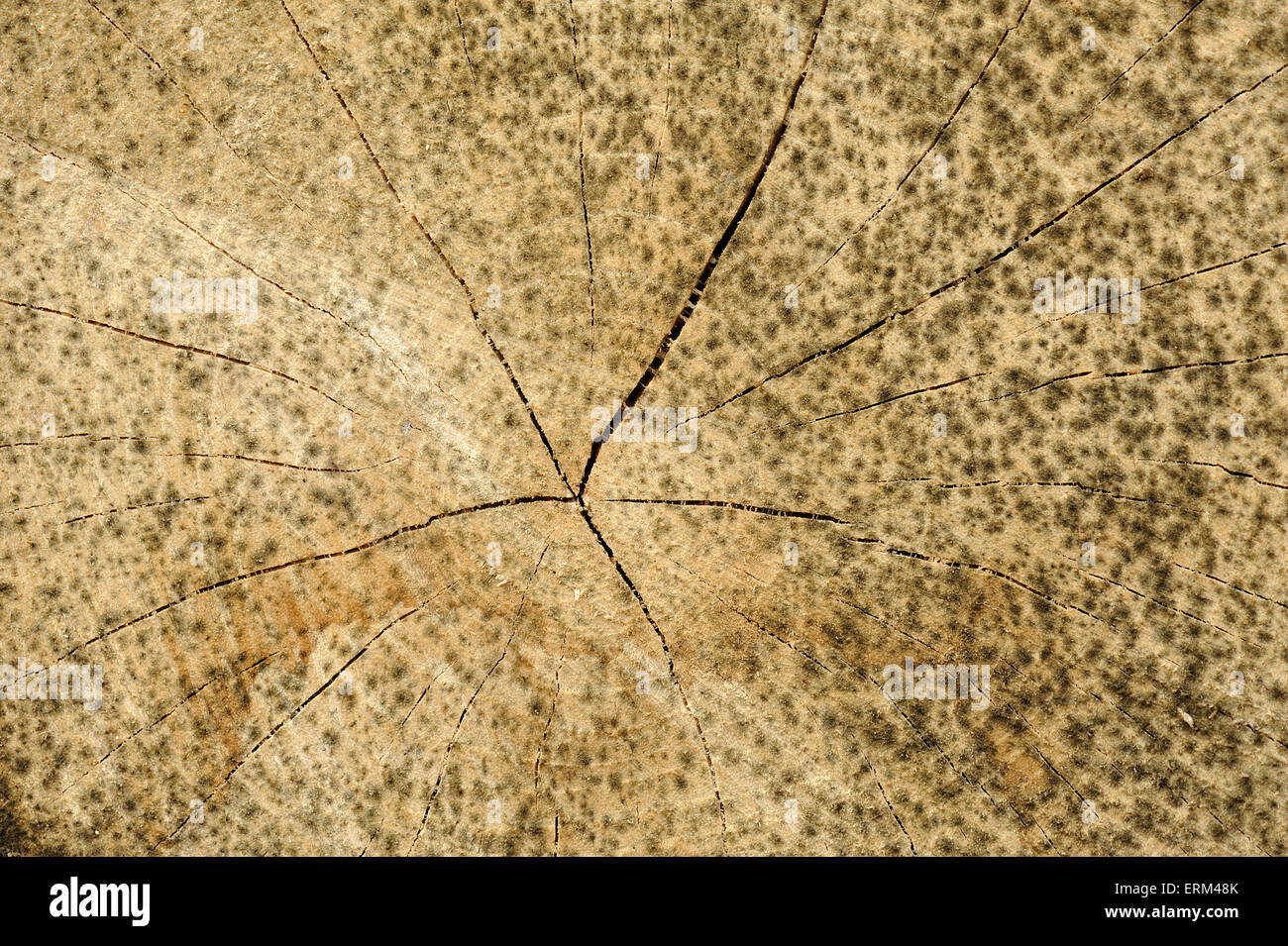 sawn wood texture as background Stock Photo - Alamy