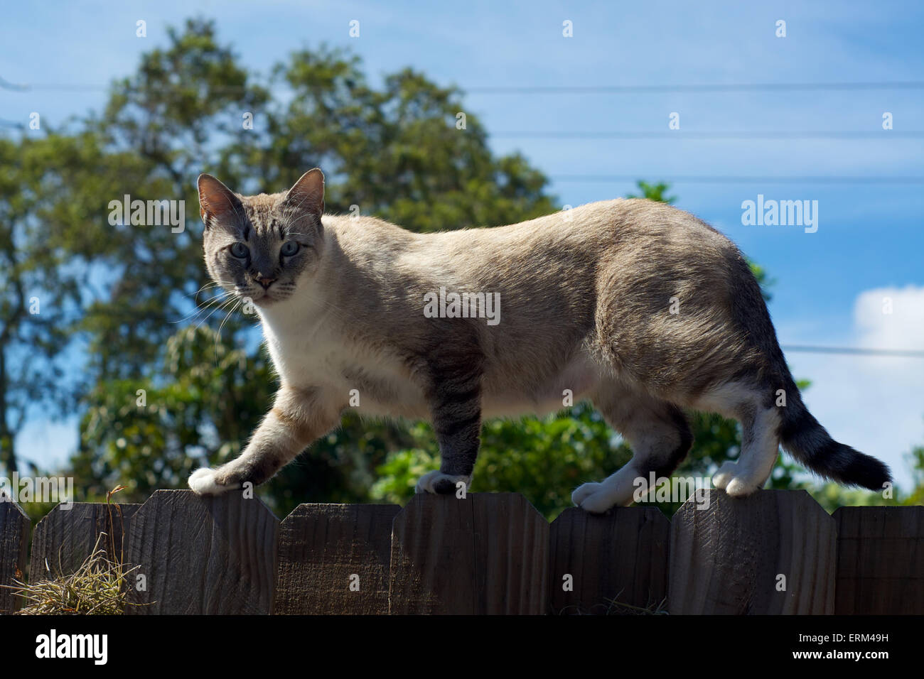 Feral Tomcat High Resolution Stock Photography and Images - Alamy