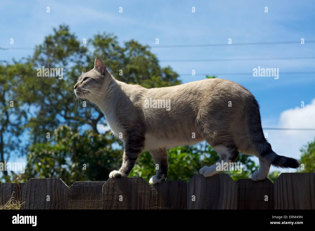 Feral Tomcat High Resolution Stock Photography and Images - Alamy