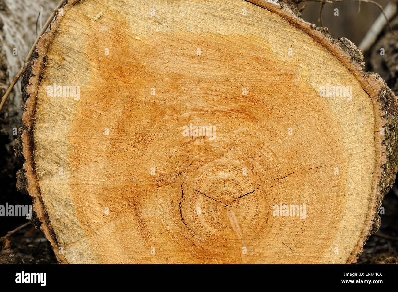 sawn wood texture as background Stock Photo - Alamy