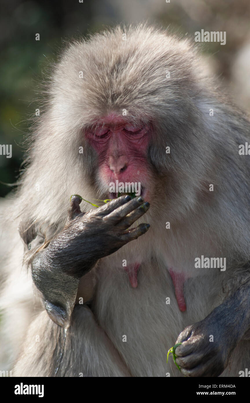 Macaque japan urban hi-res stock photography and images - Alamy