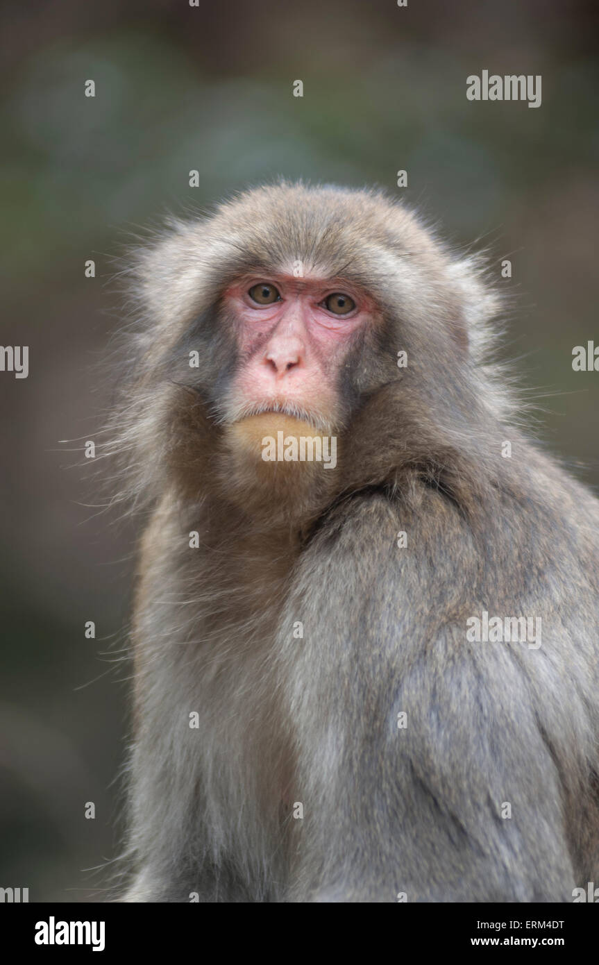 Macaque japan urban hi-res stock photography and images - Alamy