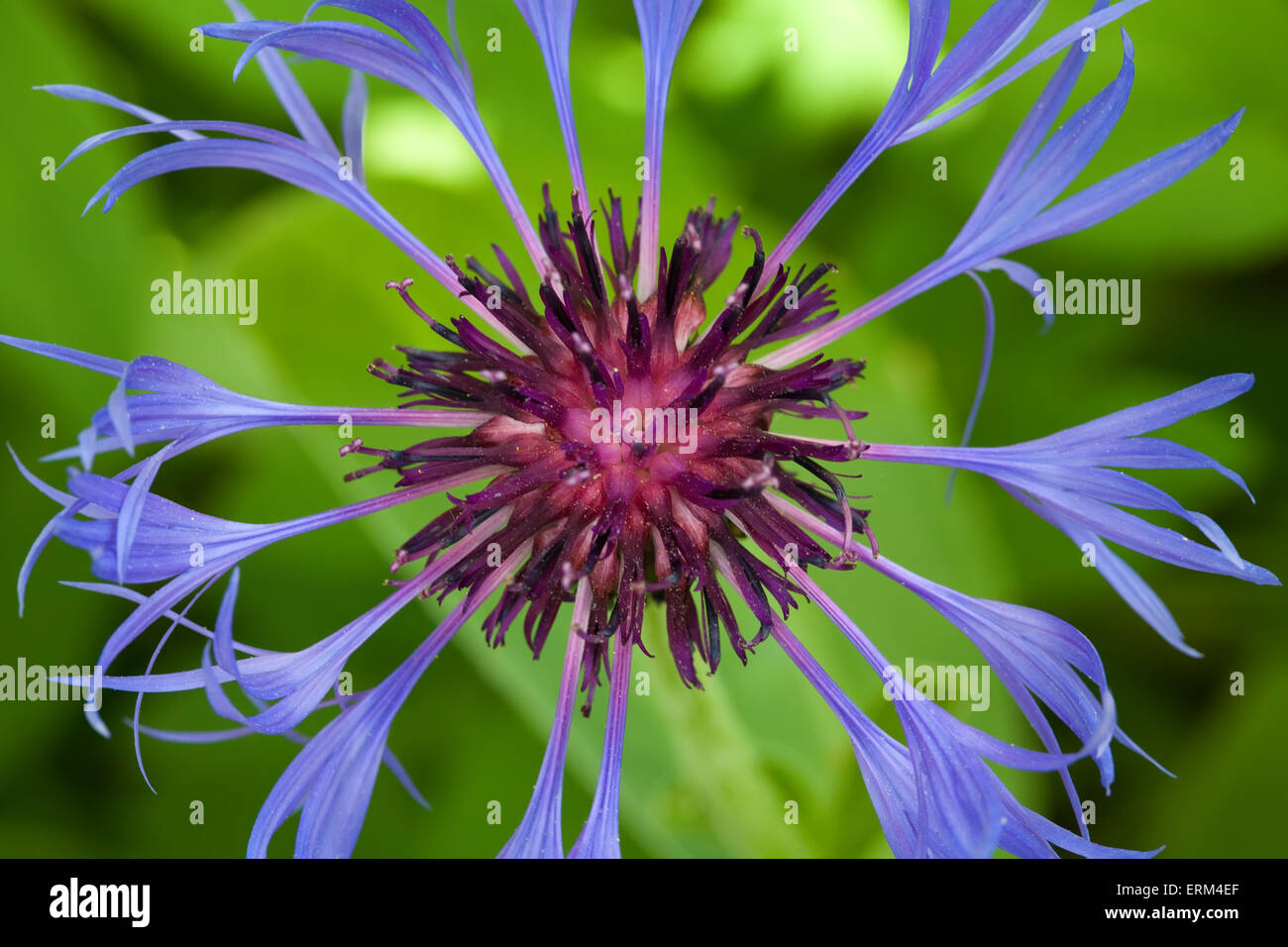 detail of blue mountain cornflower Stock Photo - Alamy