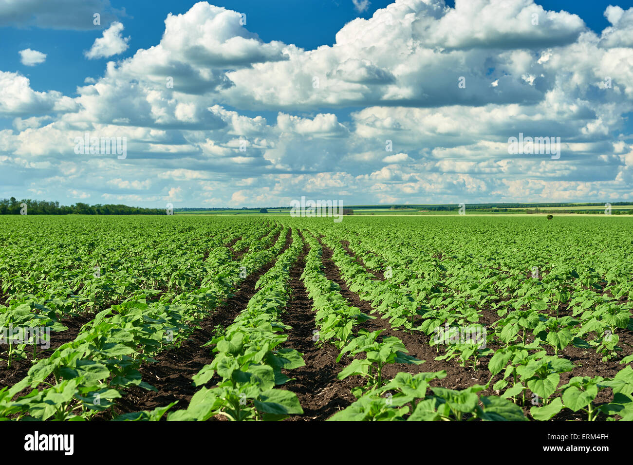 vegetable field and blue sky summer landscape Stock Photo - Alamy