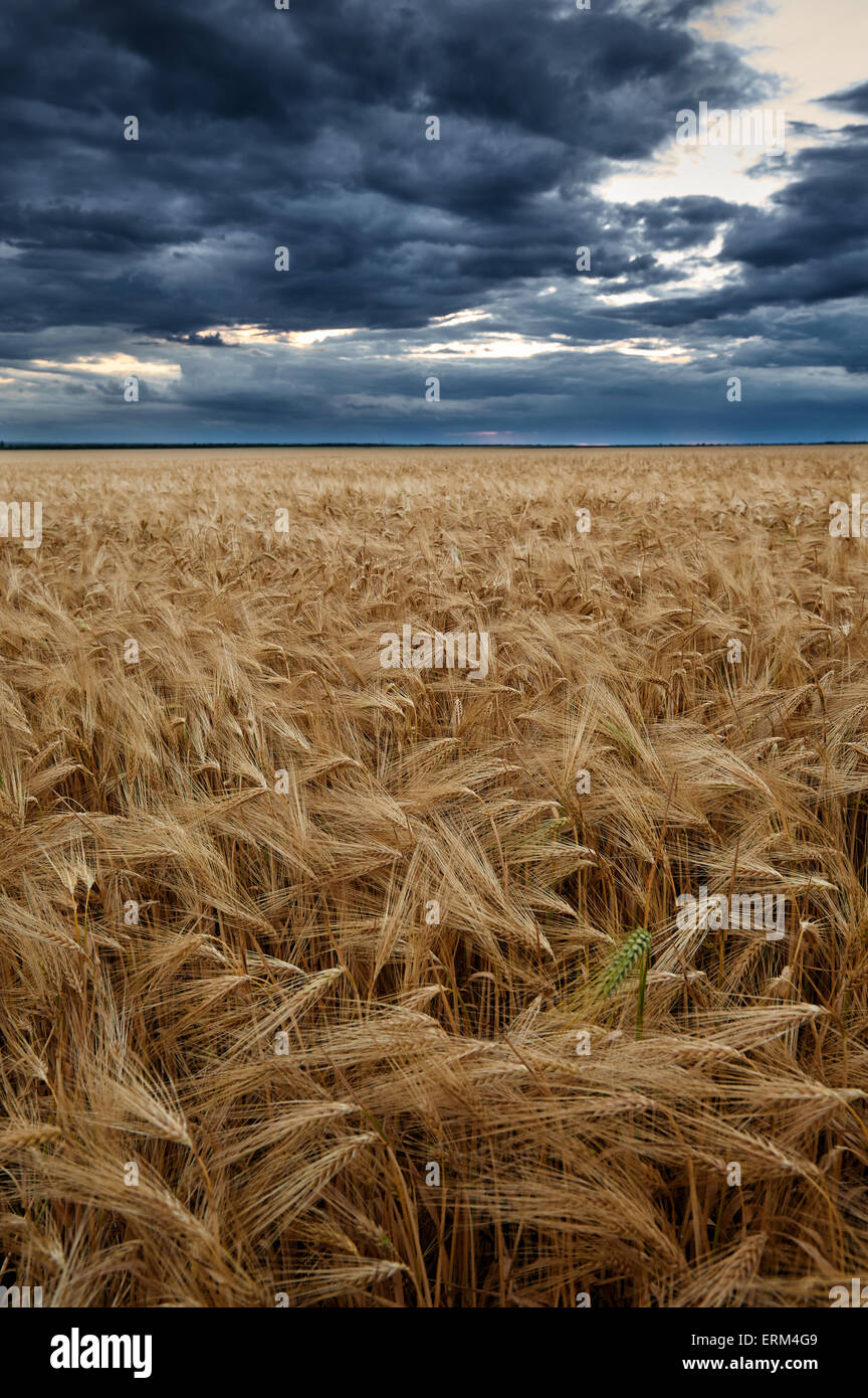 wheat field and sunset sky landscape Stock Photo - Alamy
