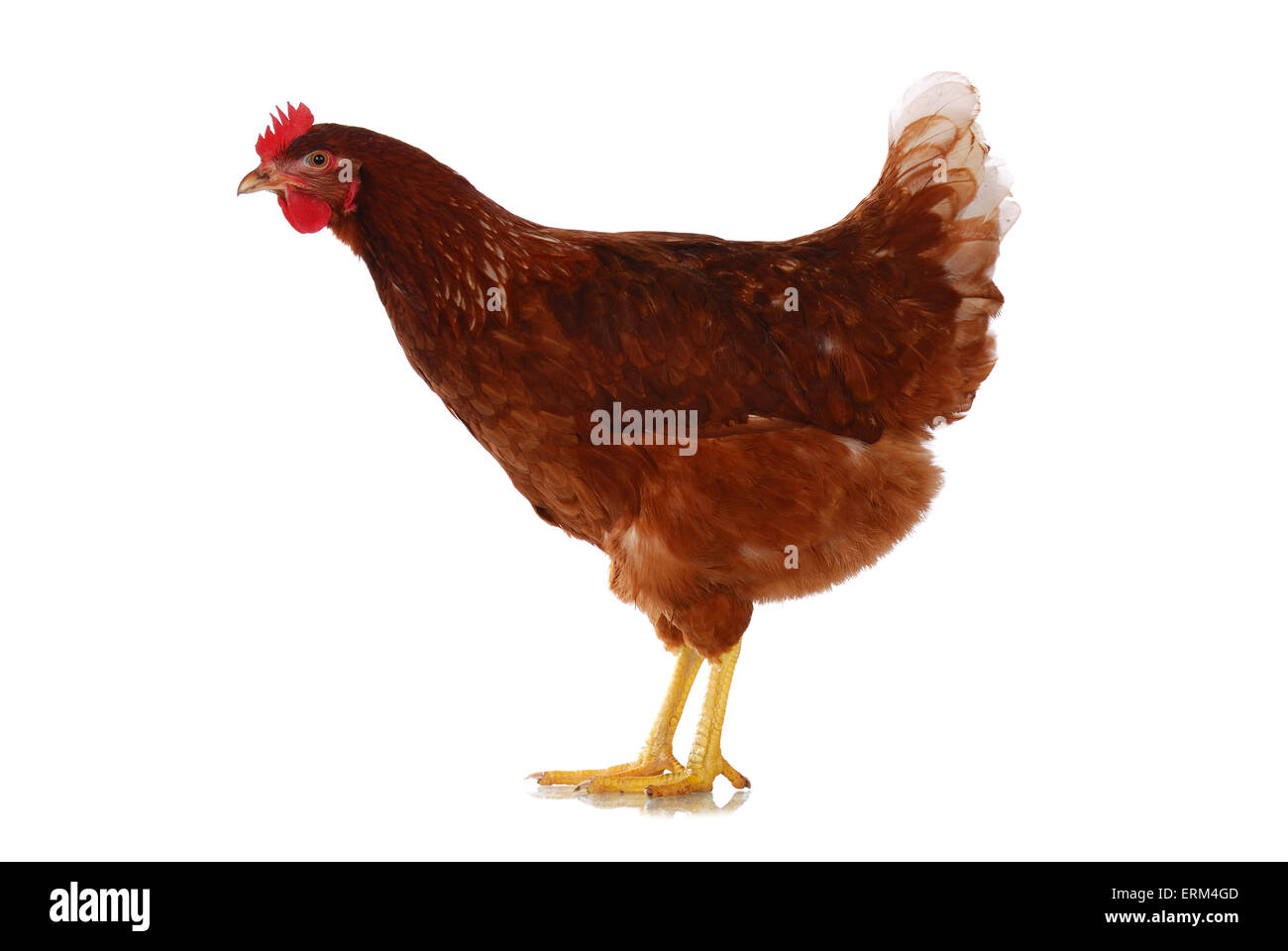 One live chicken full-length isolated on white Stock Photo - Alamy