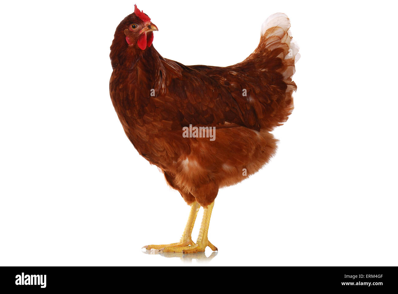 One live chicken full-length isolated on white Stock Photo - Alamy