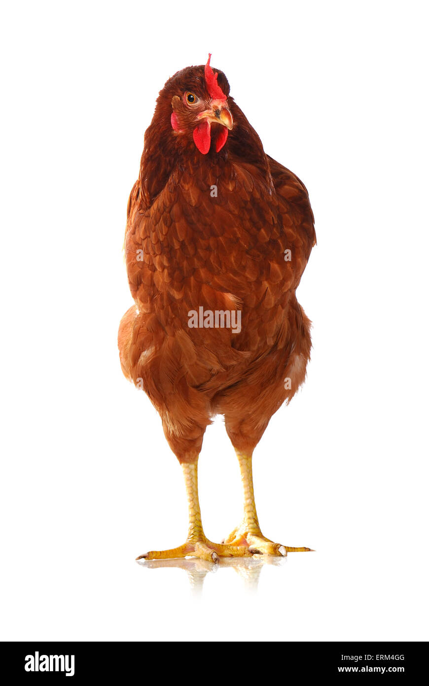One live hen isolated on white background Stock Photo - Alamy
