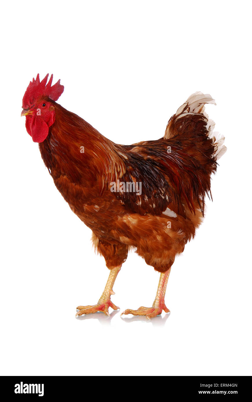 Real live brown rooster isolated on white Stock Photo - Alamy