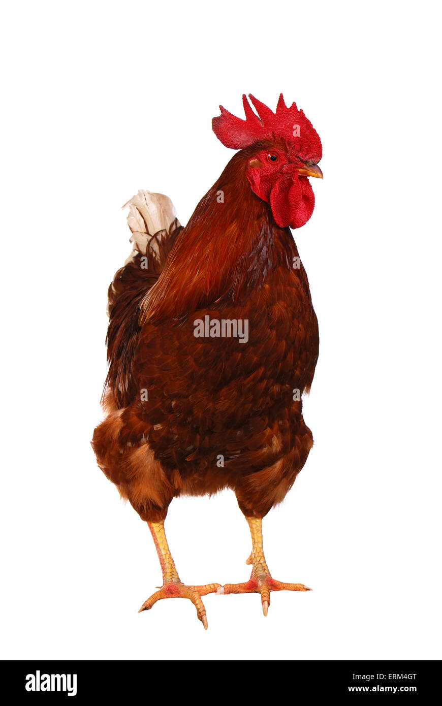 One live rooster isolated on white background Stock Photo - Alamy