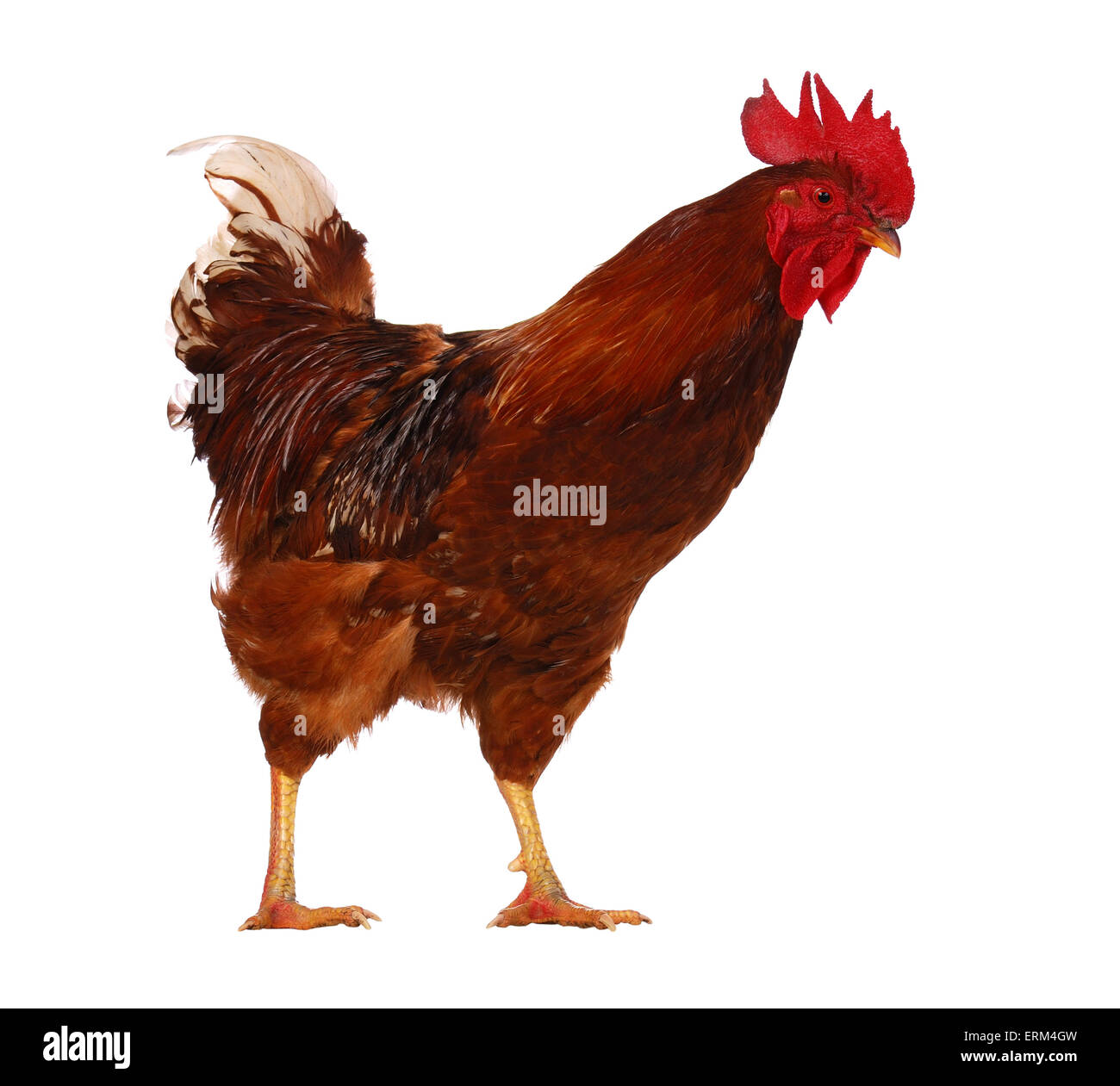 One live rooster isolated on white background Stock Photo - Alamy