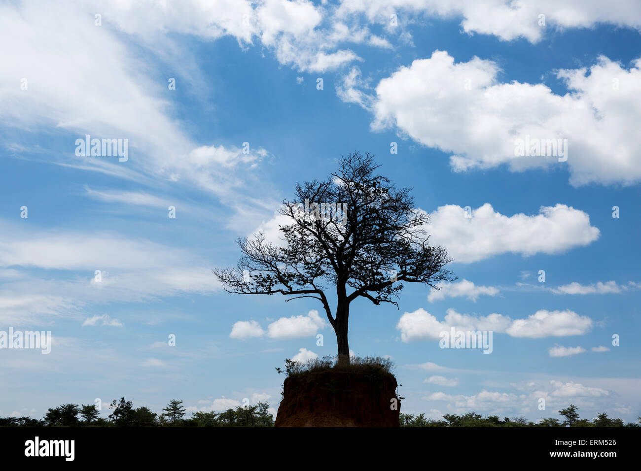 Africa, Botswana, Lone tree on eroded hilltop in Kalahari Desert Stock ...