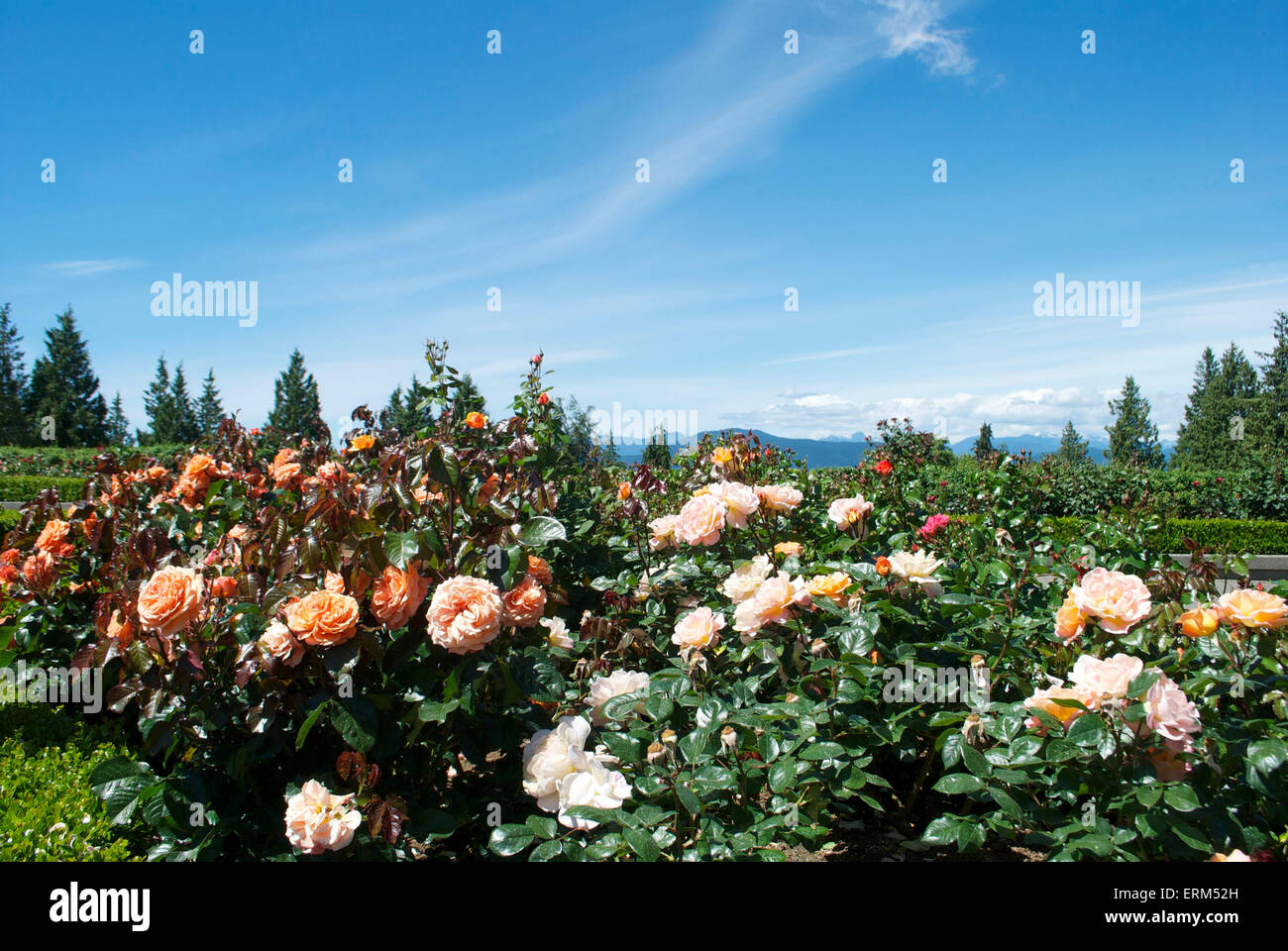 Sunny sky rose hi-res stock photography and images - Alamy