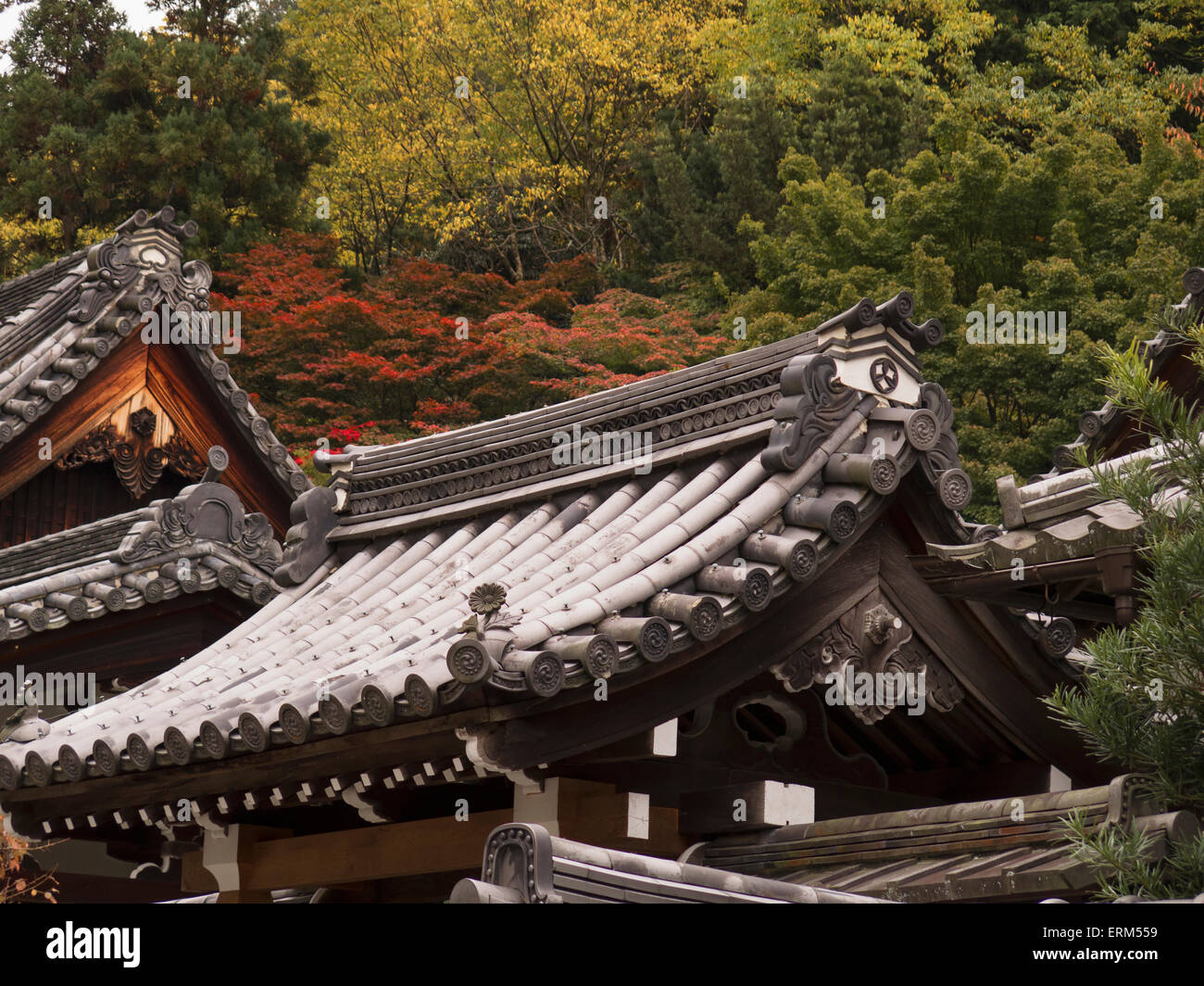 Temple rooftop with red maple trees behind; Kyoto, Japan Stock Photo ...