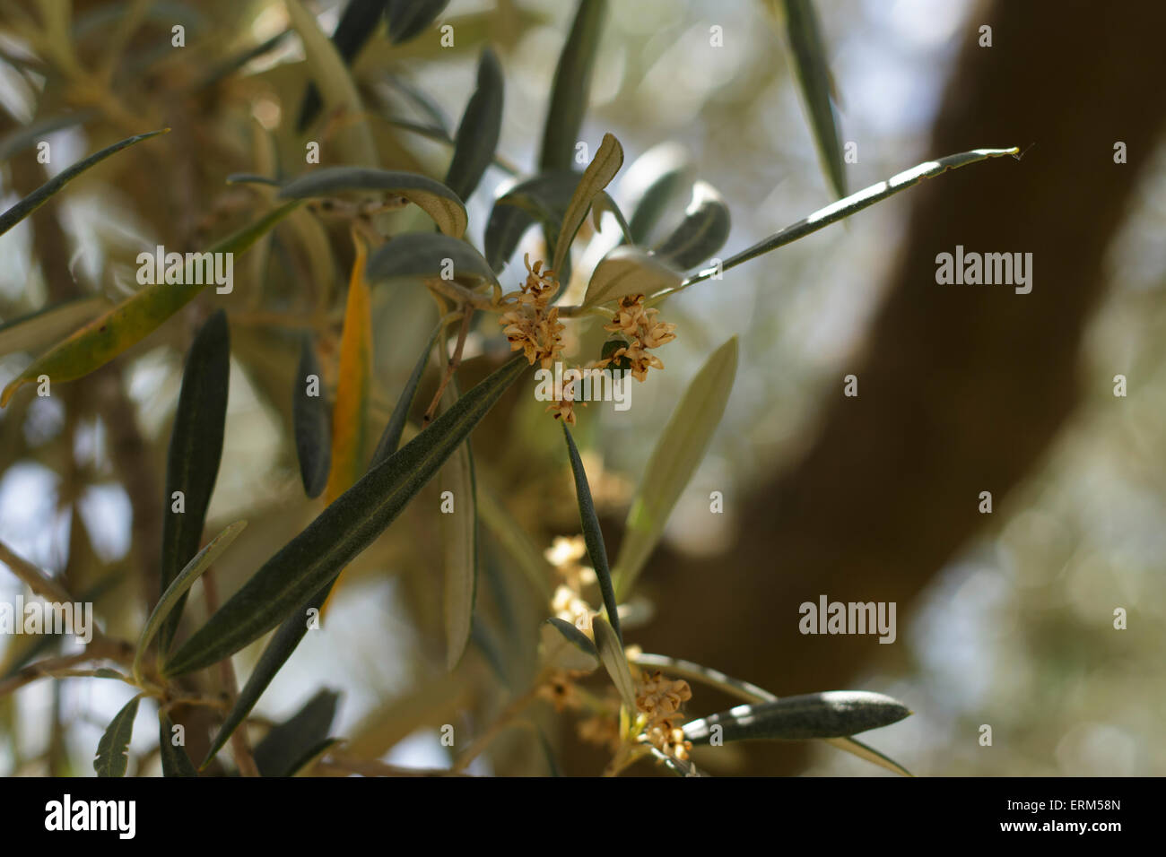 First fruits hi-res stock photography and images - Alamy