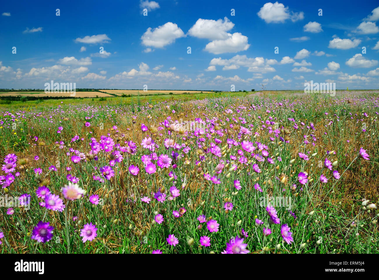 Summer landscape with the beautiful sky and fields Stock Photo - Alamy