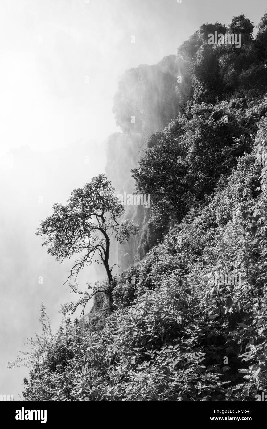 Africa, Zimbabwe, Victoria Falls National Park, Mist covers forest ...