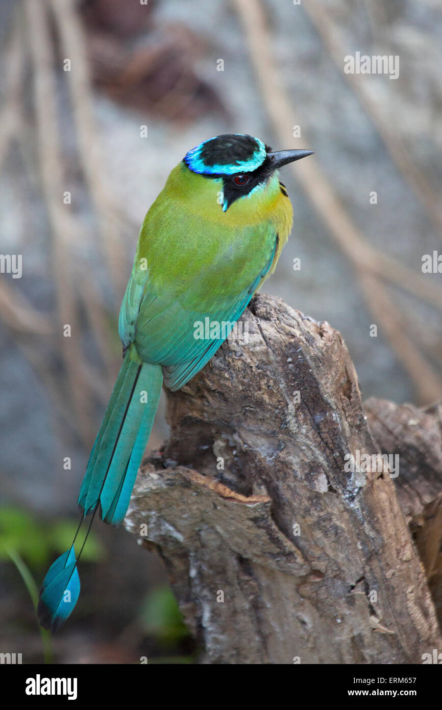 Blue-crowned motmot (Momotus momota Stock Photo - Alamy
