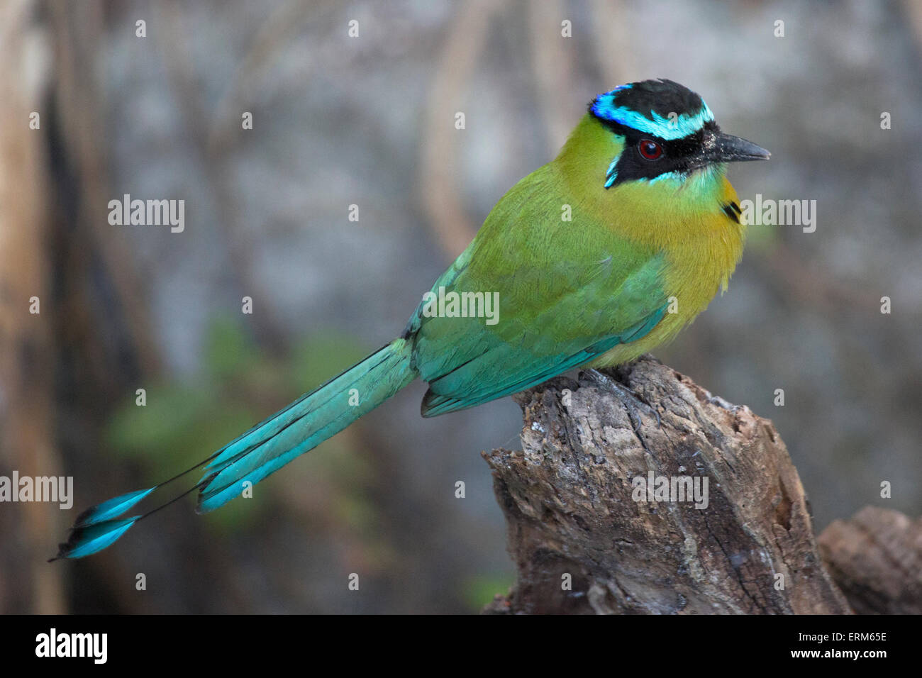 Blue-crowned motmot (Momotus momota) bird in Yucatan forest, Mexico ...