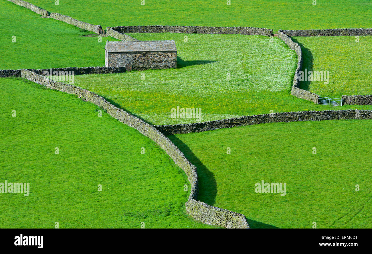 Barn and dry stone walls, Gunnerside, Swaledale, Yorkshire Dales ...