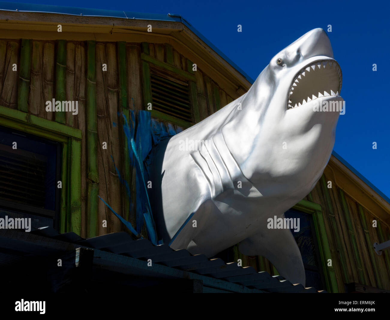 Human With Shark Head