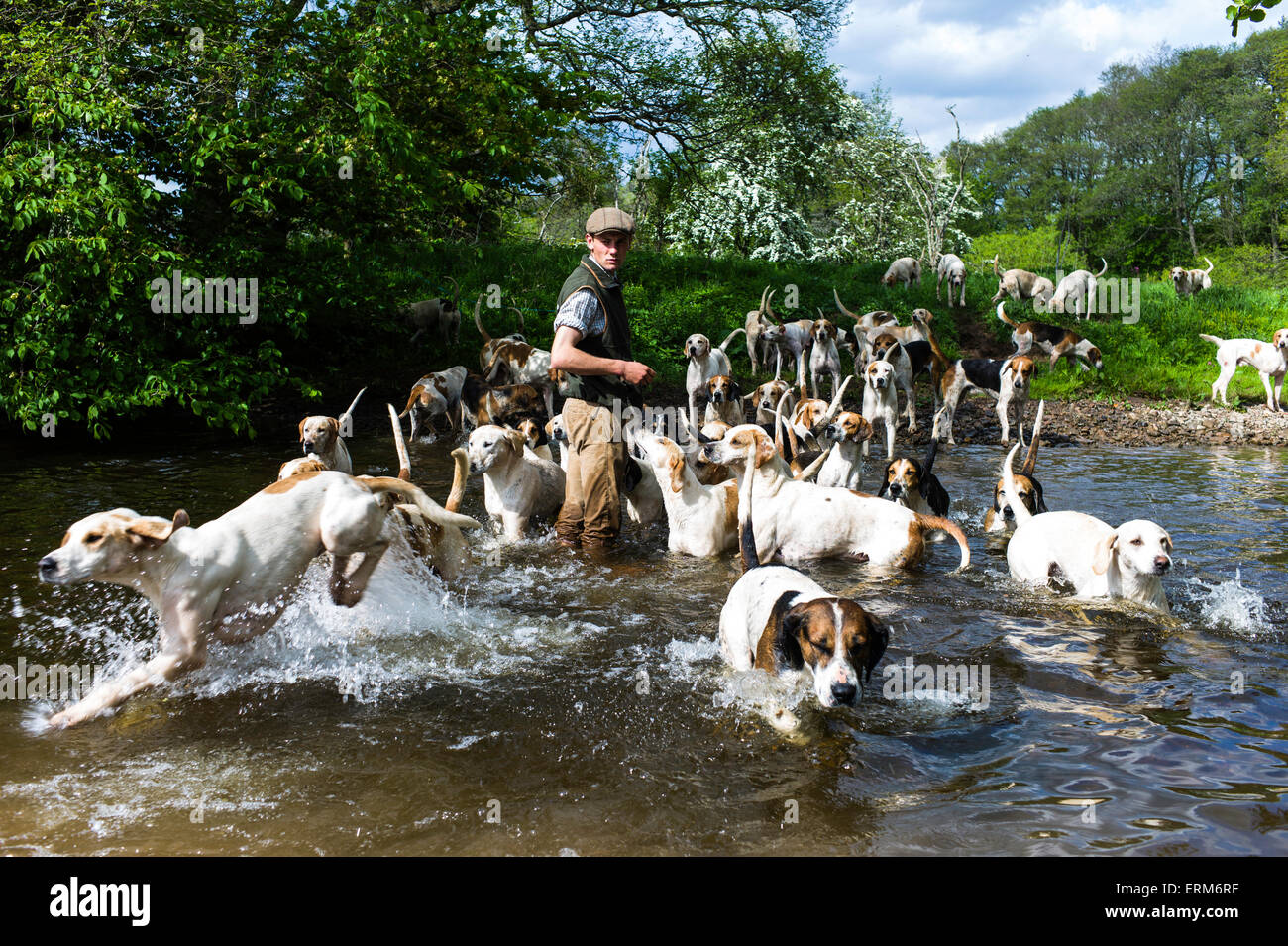Jedforest Hunt High Resolution Stock Photography and Images - Alamy