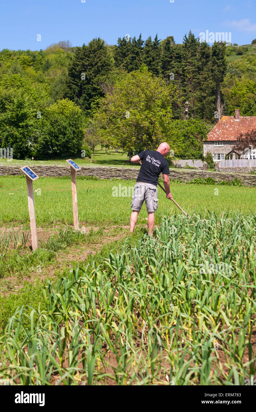 Isle of wight garlic farming hi-res stock photography and images - Alamy