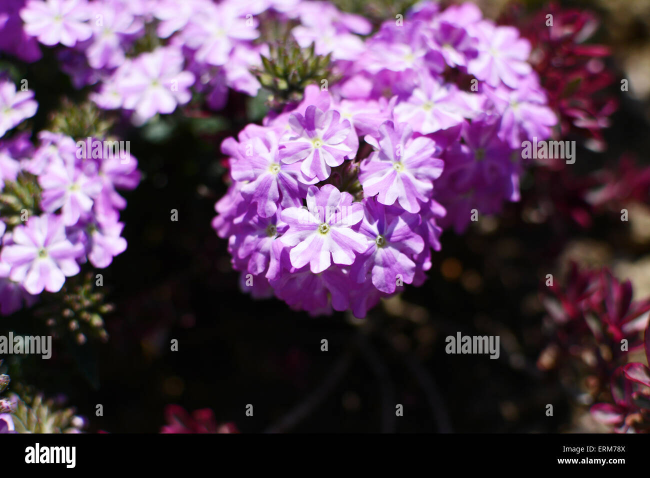 Pink and white verbena hi-res stock photography and images - Alamy