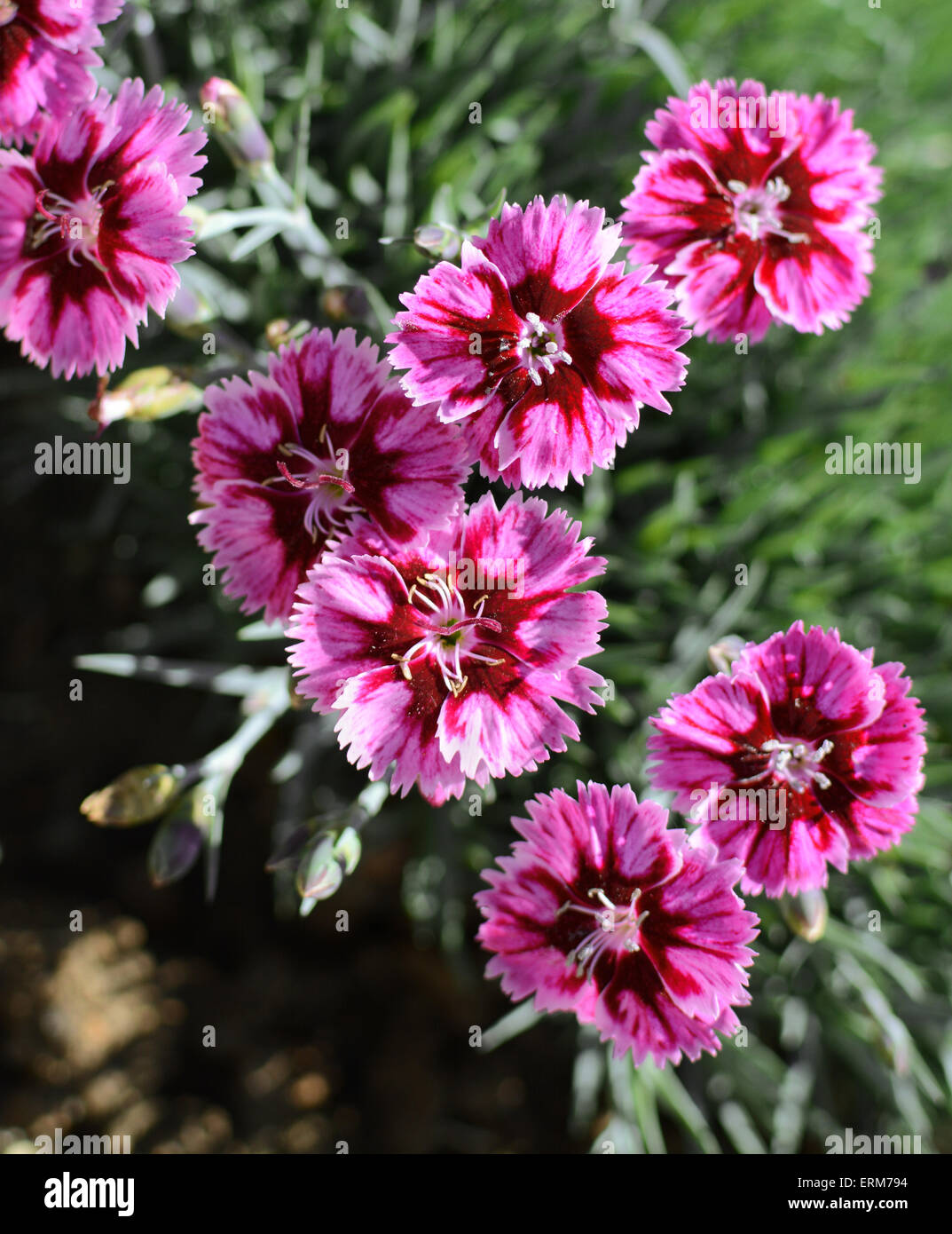 Carnation group hi-res stock photography and images - Alamy