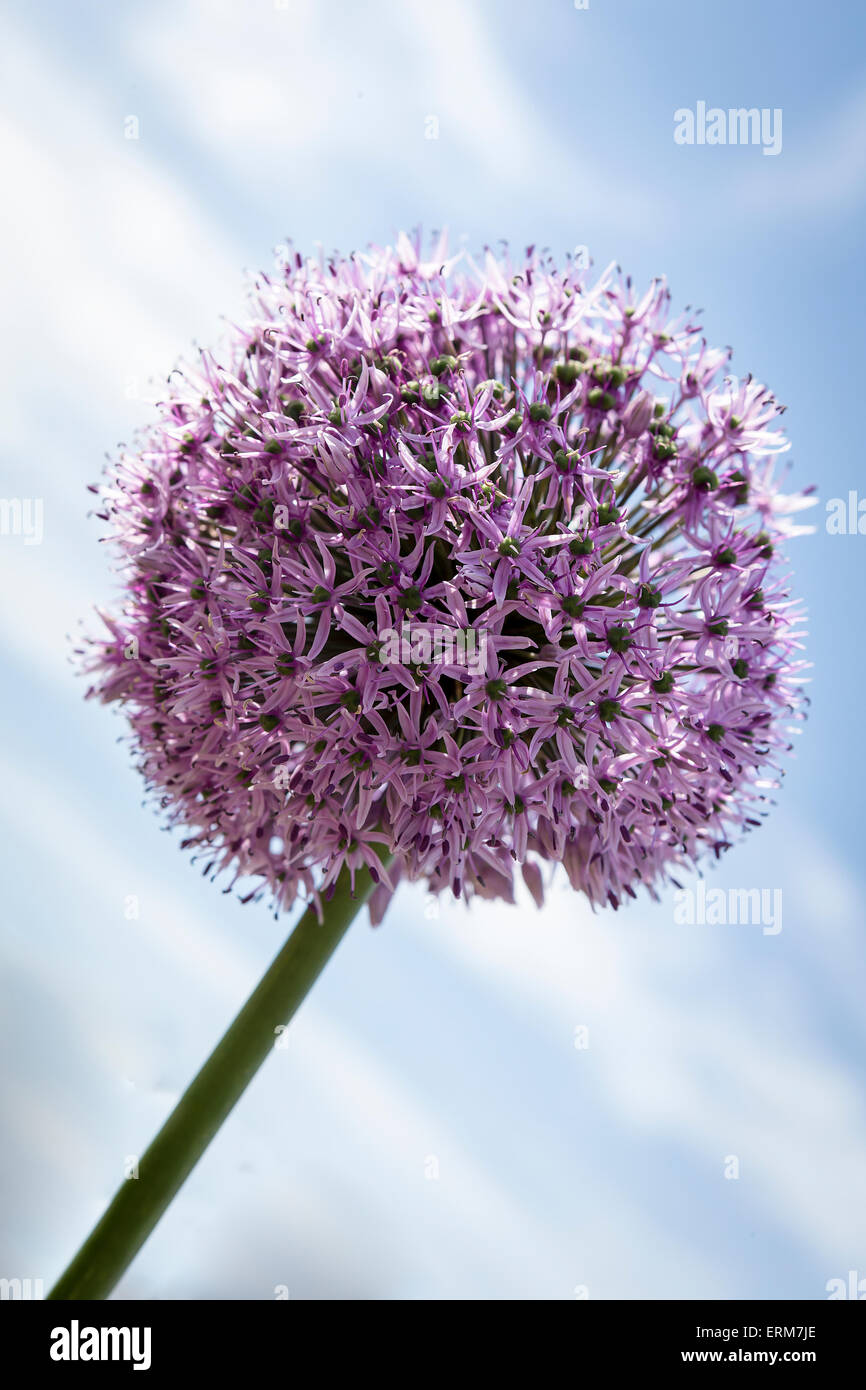 Allium Gigantium flower against a blue, wispy sky Stock Photo - Alamy