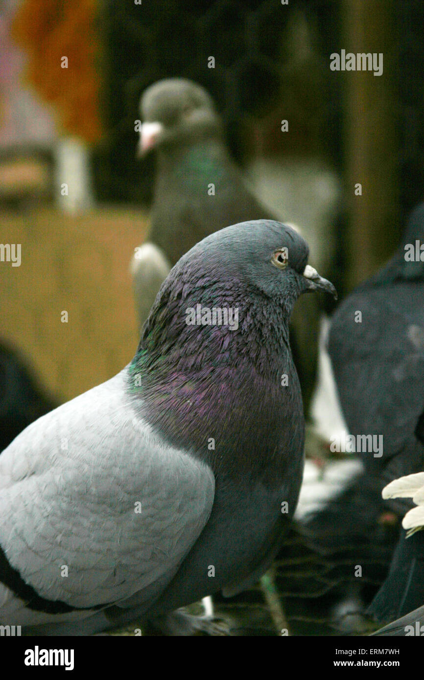 Domestic pigeon profile hi-res stock photography and images - Alamy
