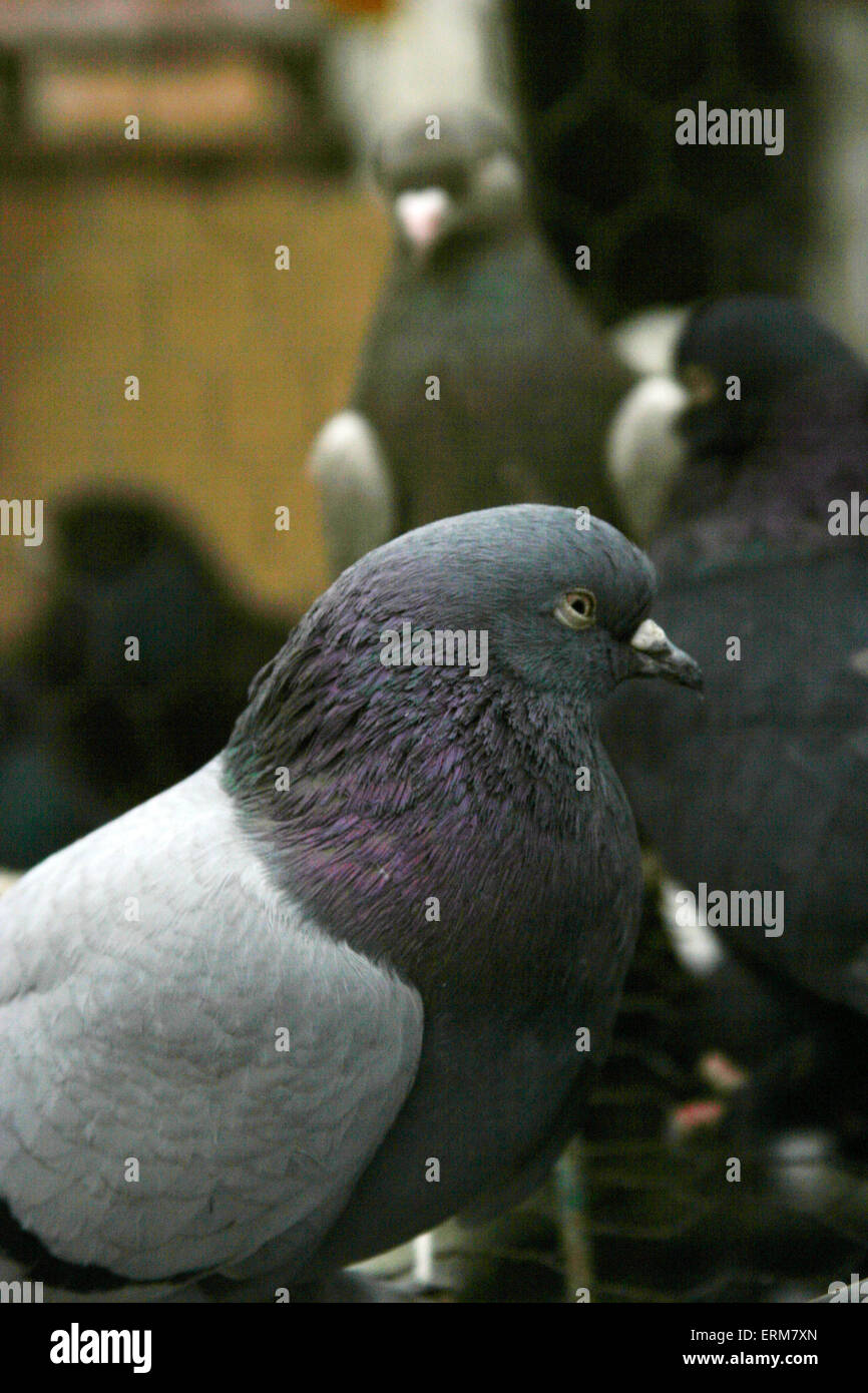 Domestic pigeon profile hi-res stock photography and images - Alamy