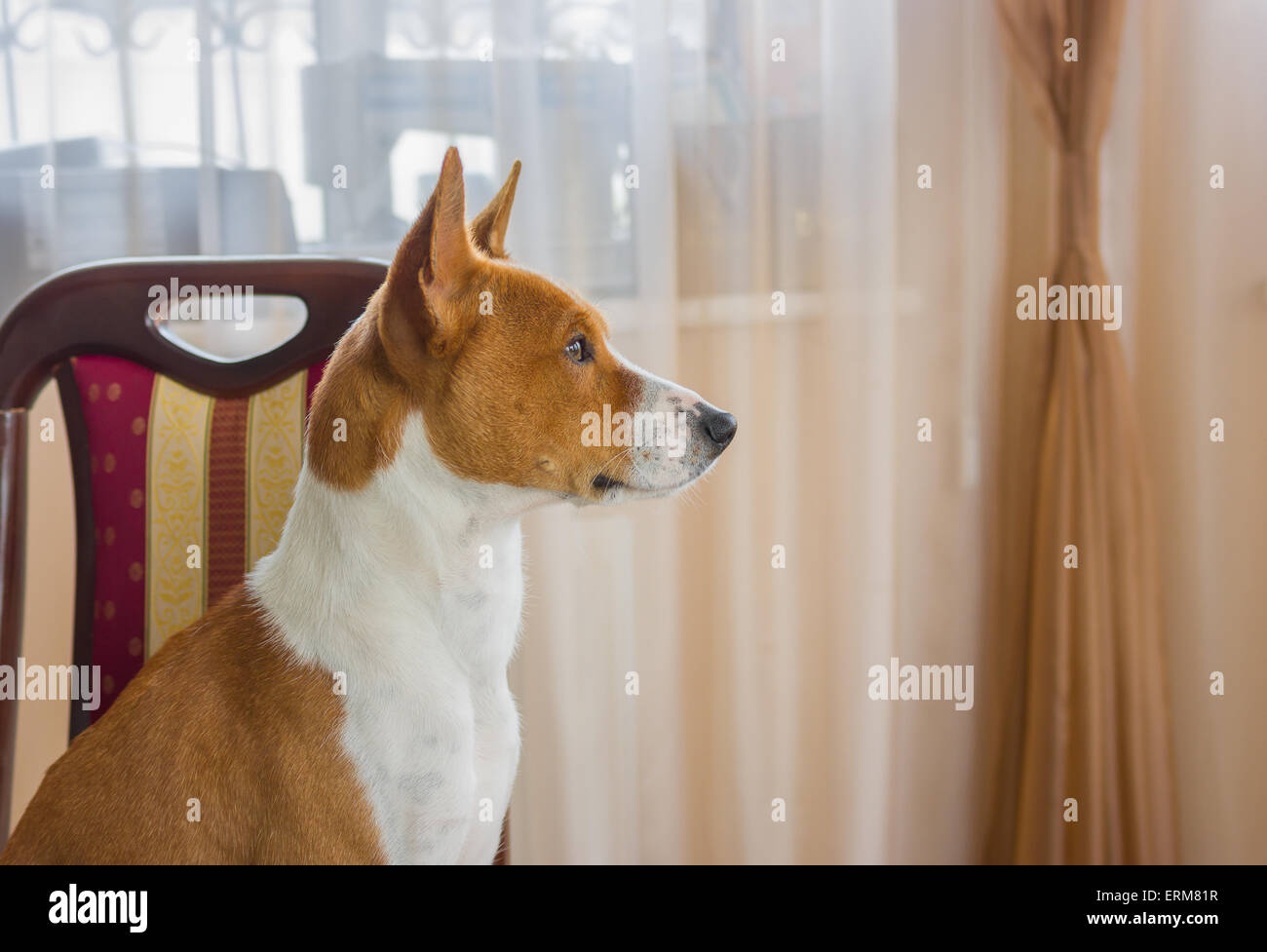 Indoor portrait of basenji dog (side view Stock Photo - Alamy