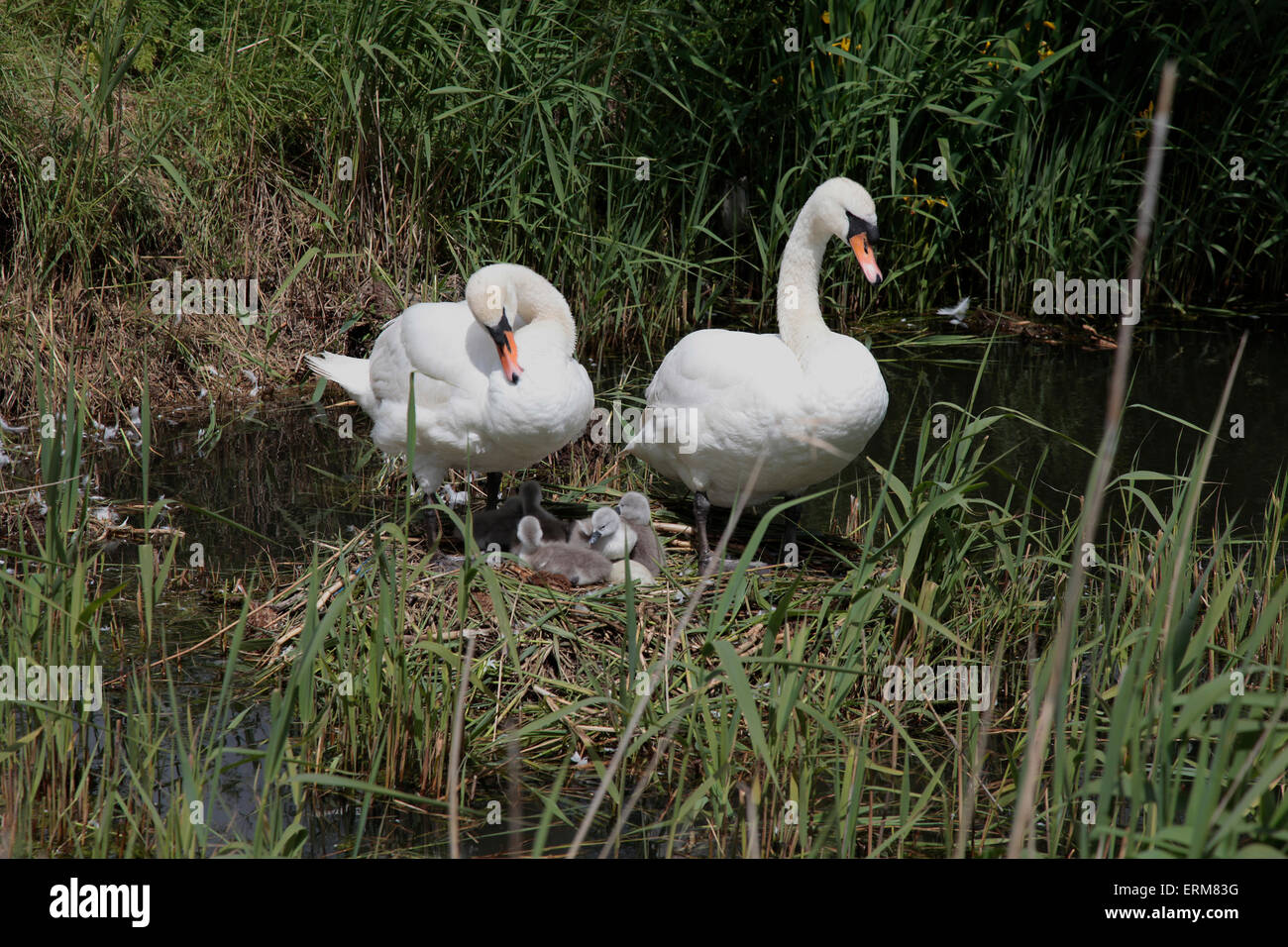 Mature swans hi-res stock photography and images - Alamy