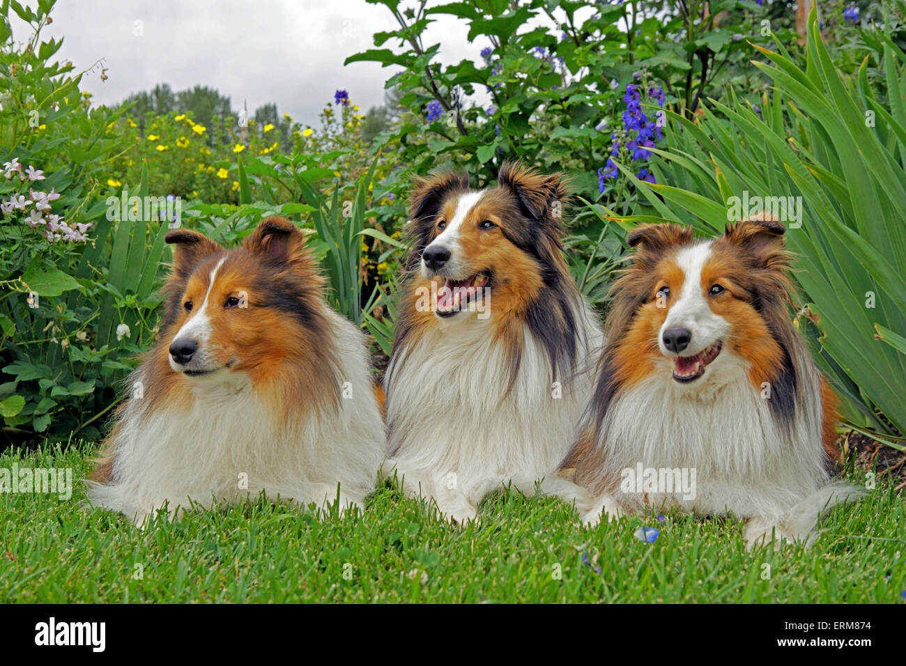 Shetland Sheepdog, three animals together in garden Stock Photo - Alamy