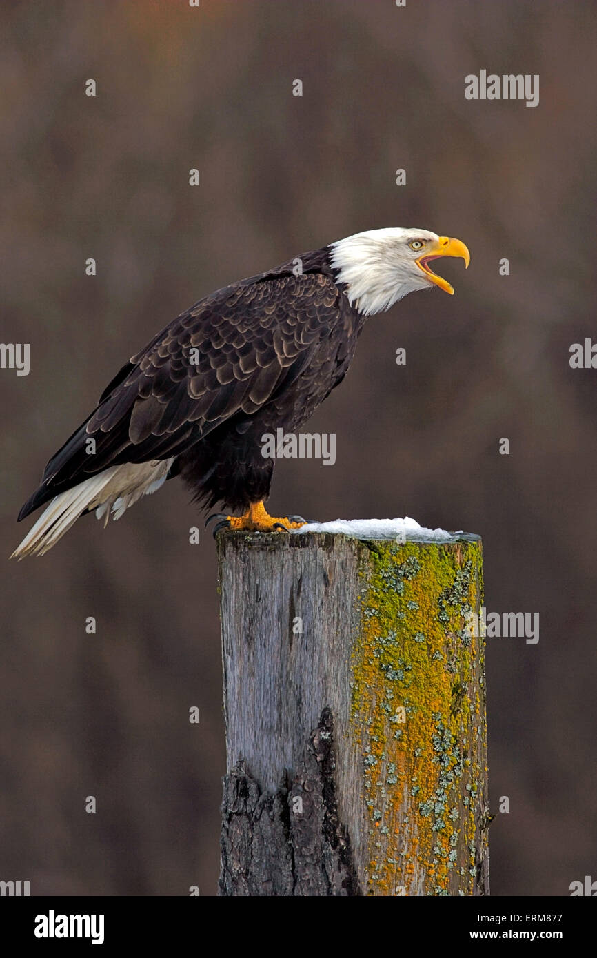 Mature Bald Eagle perched on tree stump, calling Stock Photo - Alamy