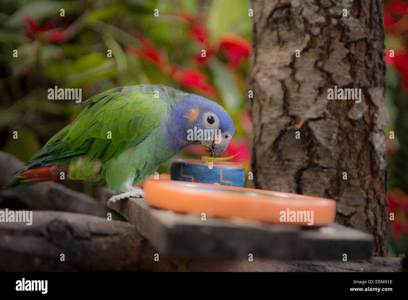 Parakeet Snacking in Peru Stock Photo - Alamy
