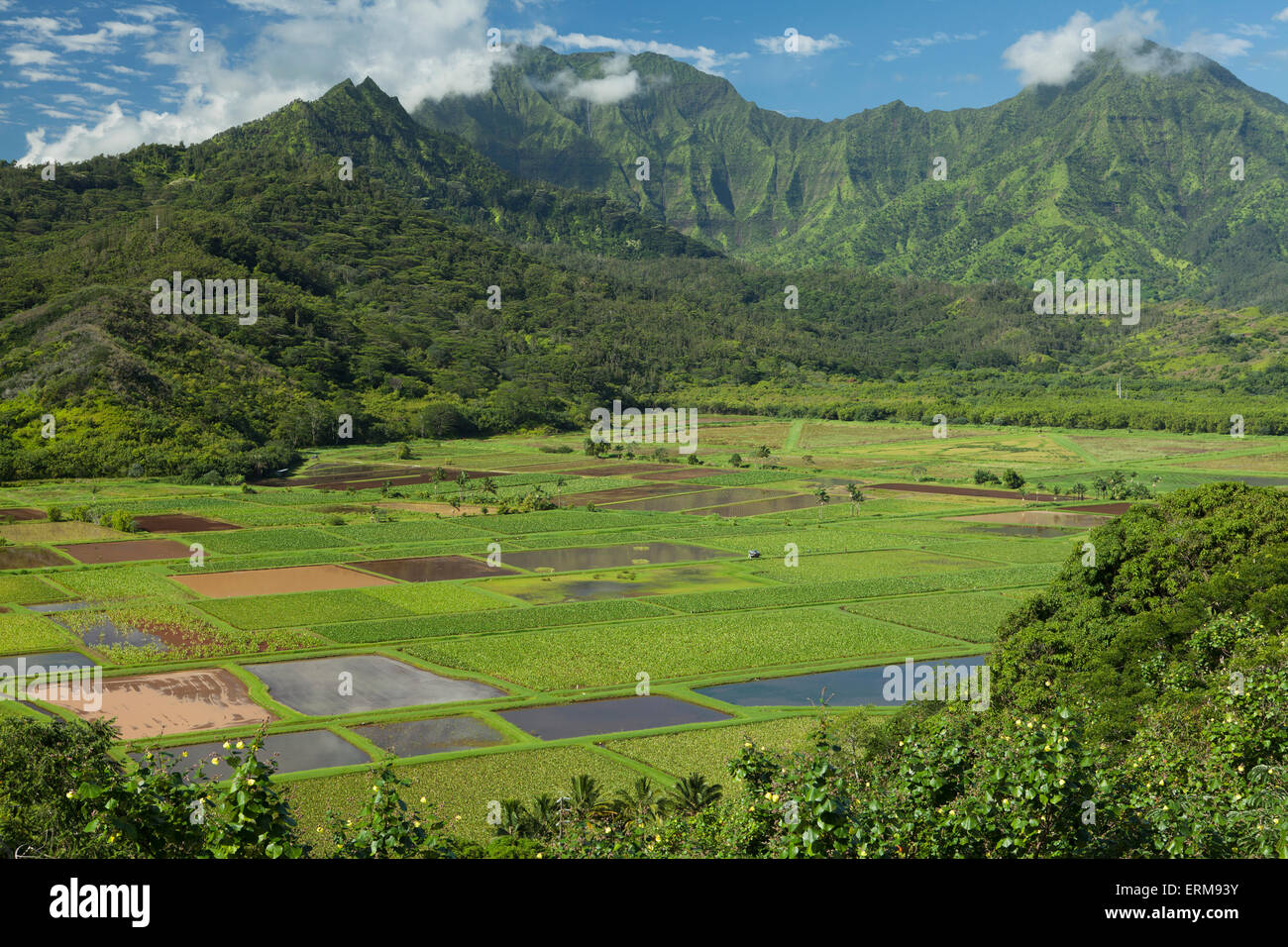 Taro growing in water, Hanalei Valley; Hanalei, Kauai, Hawaii, United ...