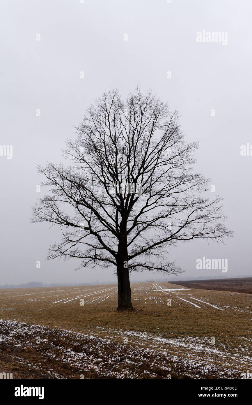trees in the winter Stock Photo - Alamy